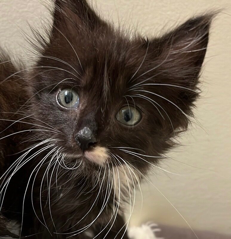 Meet the Doctors & Staff - Kingstowne Cat Clinic