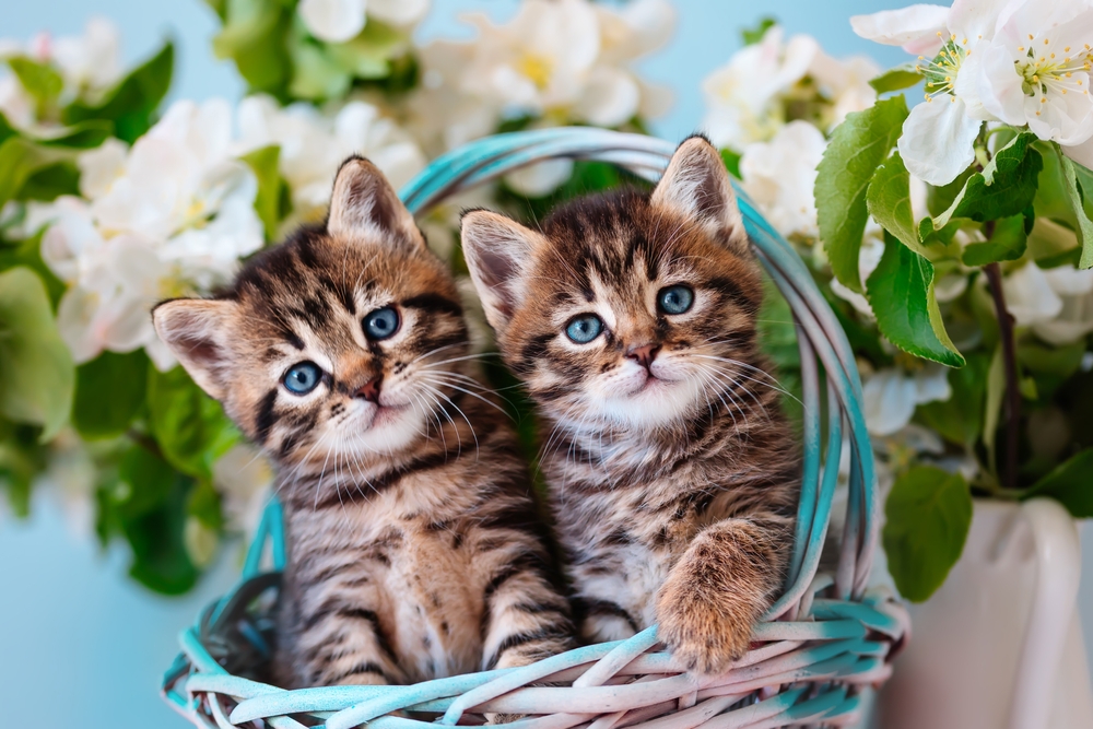 Kitten Development Milestones to Watch For - Kingstowne Cat Clinic